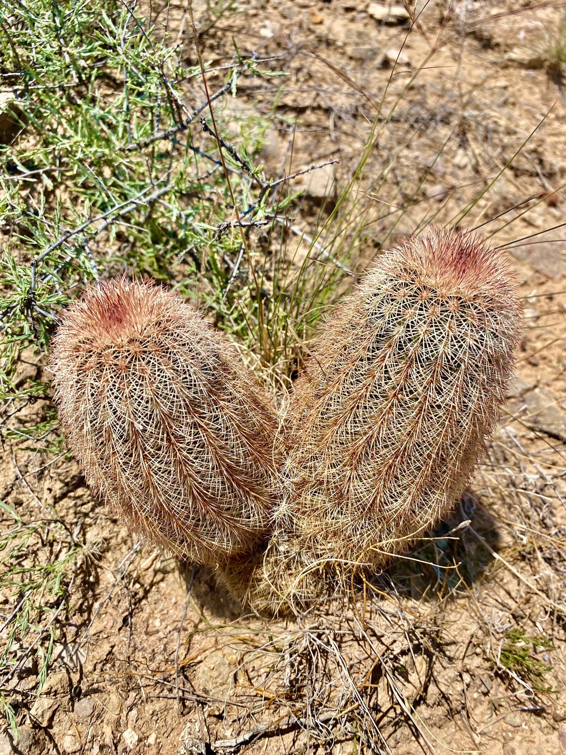Double Headed Texas Rainbow Cactus (live Plant) - Etsy