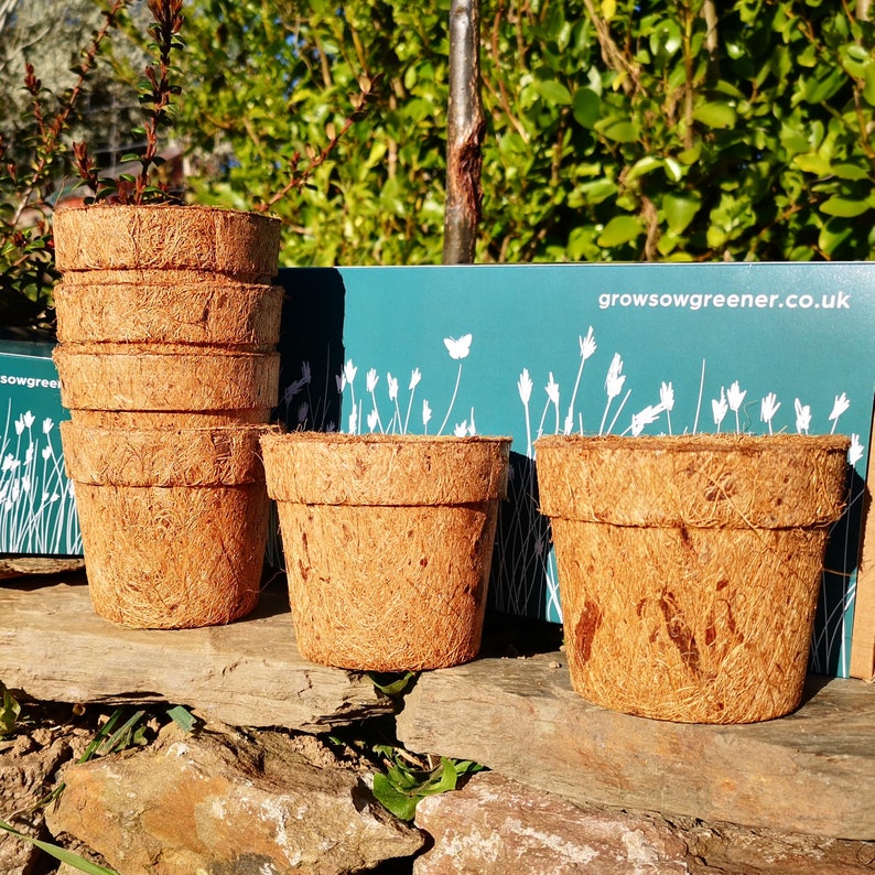 Organic Coco Coir Pot 10.5cm Thick Wall. Gardening. Fruit. Vegetables ...