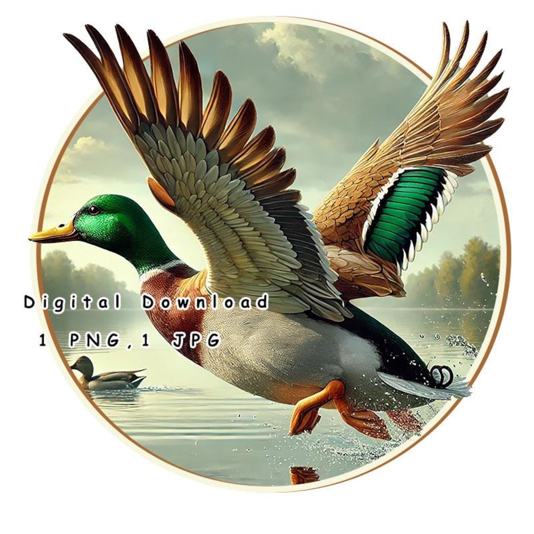 Male Mallard Duck PNG, Flying Duck Sublimation PNG, Mallard Duck Art ...