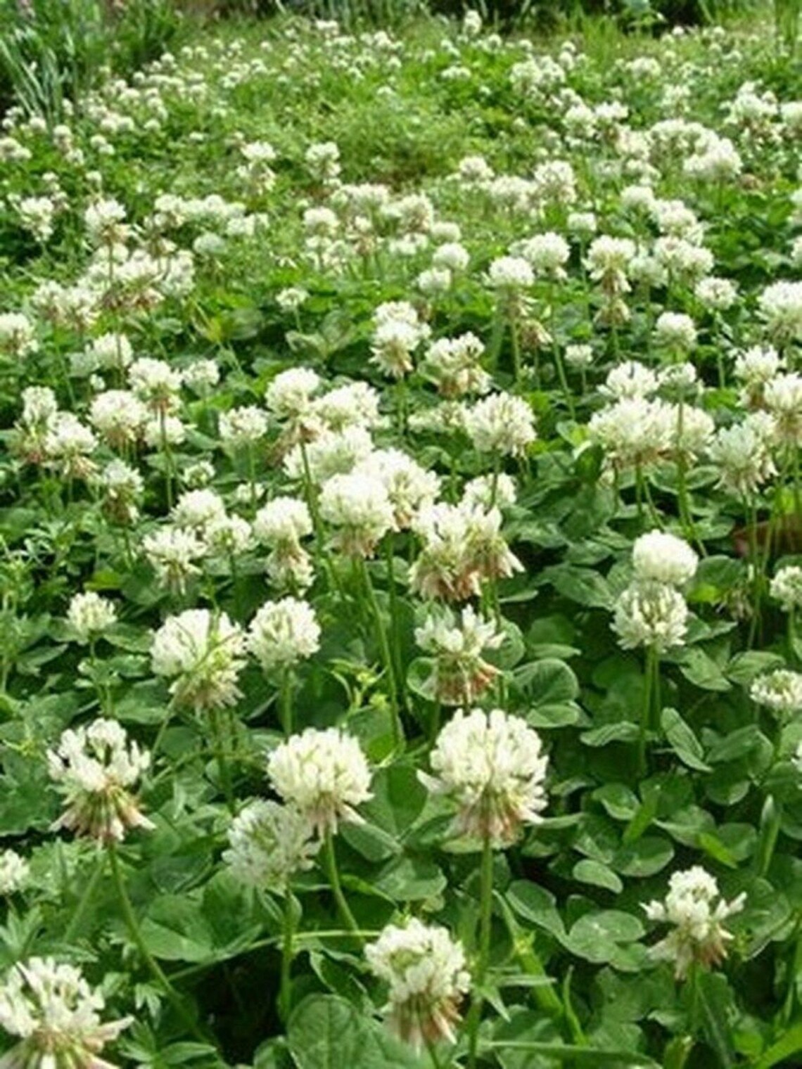 SCARBOROUGH SEEDS White Dutch Clover 1000 Seeds Lawns and - Etsy Italia