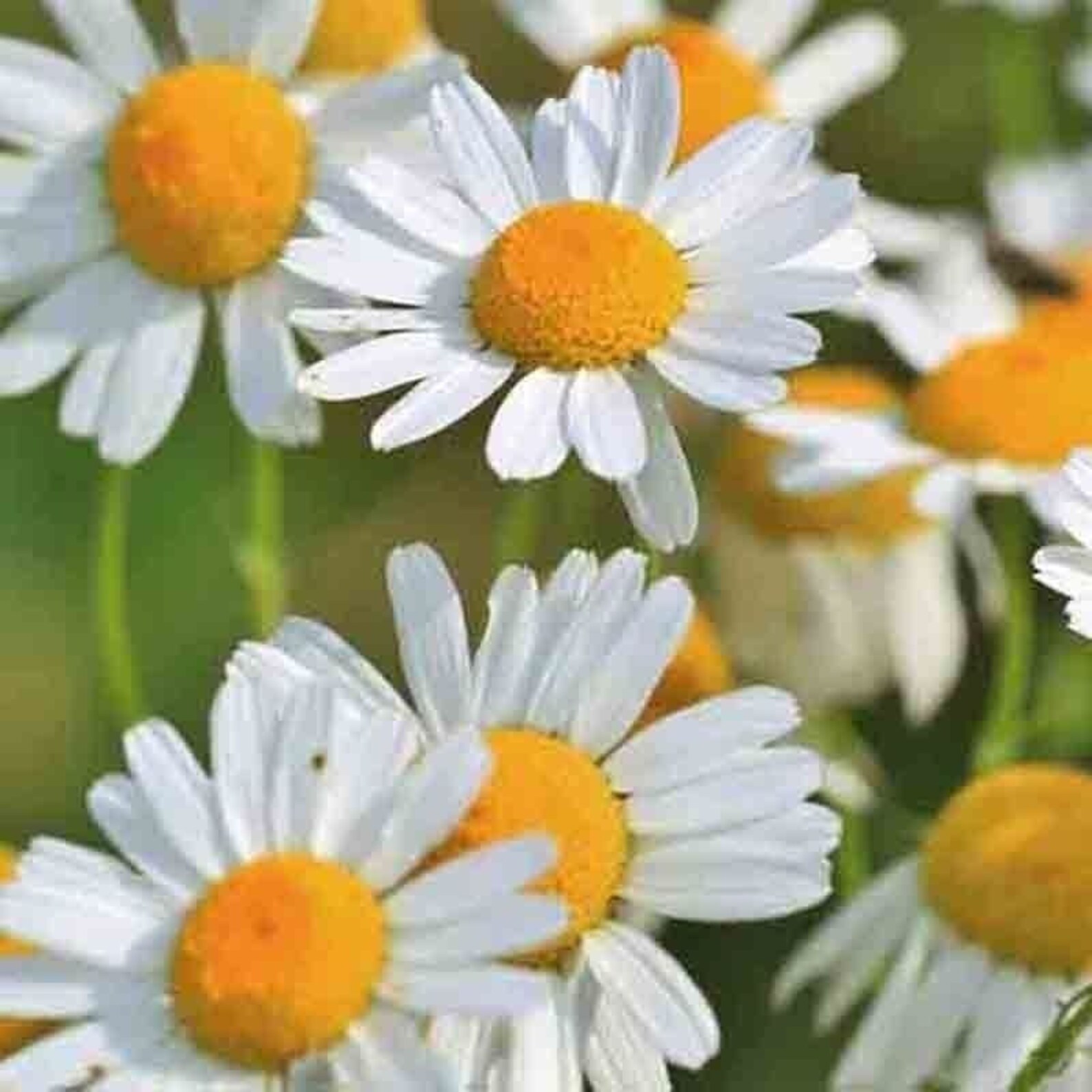 SCARBOROUGH SEEDS Roman Chamomile 1000 Seeds Ground Cover | Etsy
