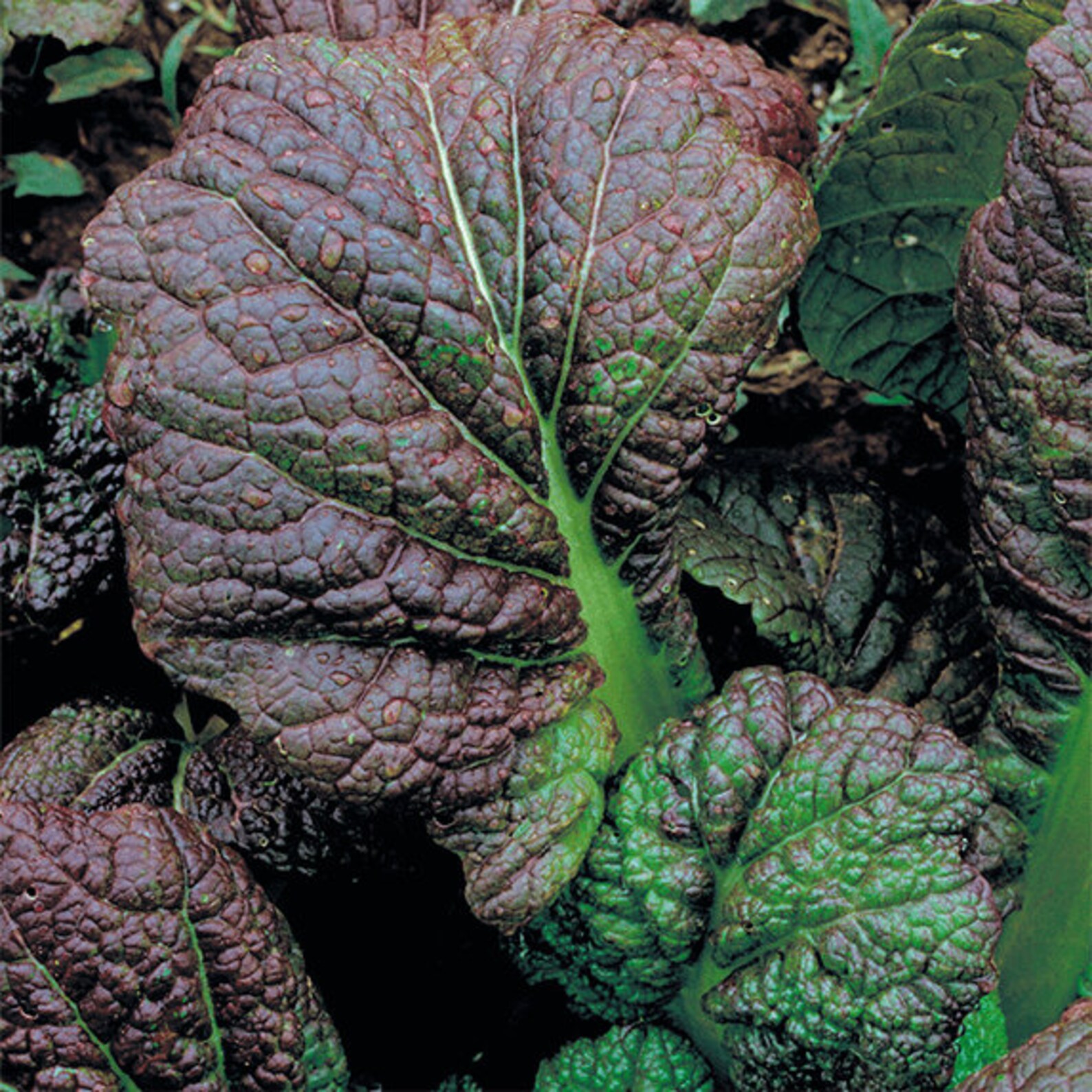 SCARBOROUGH SEEDS Osaka Purple Mustard 500 Seeds-open - Etsy