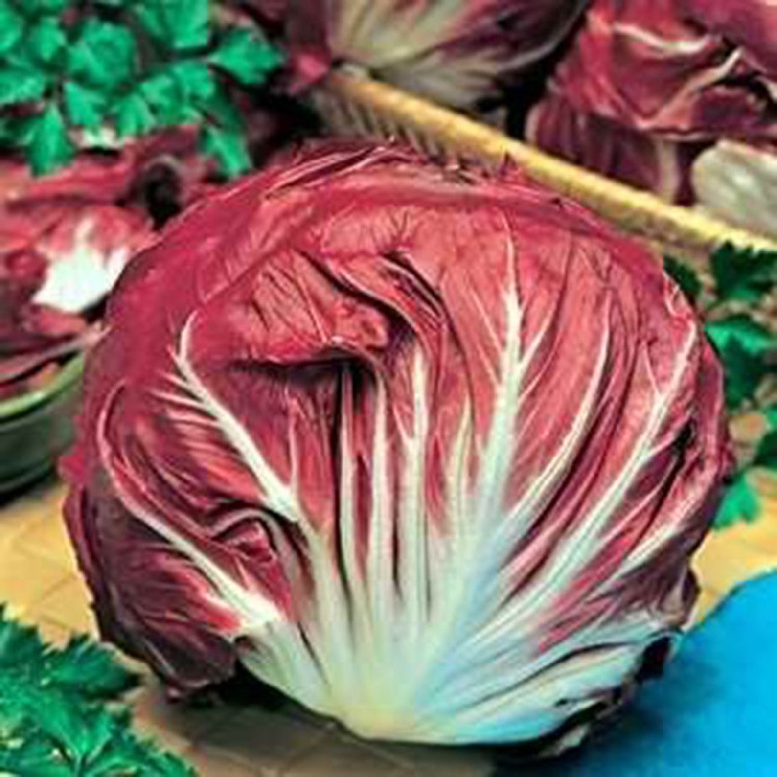 Scarborough Seeds Radicchio Palla Rosa 500 - Etsy Nederland