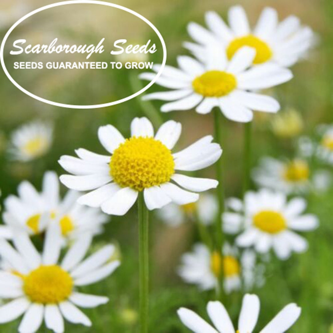 SCARBOROUGH SEEDS Roman Chamomile 1000 Seeds Ground Cover - Etsy