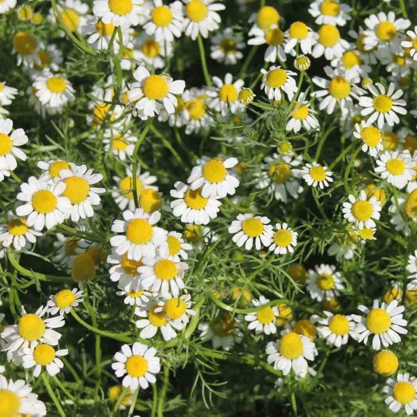 SCARBOROUGH SEEDS Roman Chamomile 1000 Seeds Ground Cover | Etsy