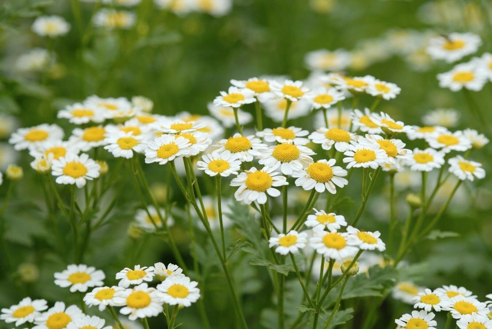 SCARBOROUGH SEEDS Roman Chamomile 1000 Seeds Ground Cover | Etsy