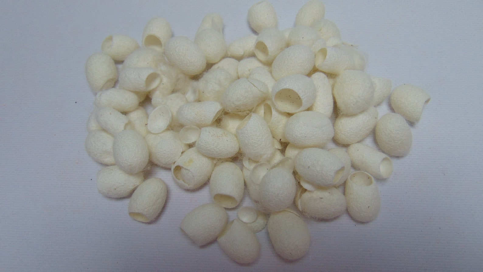 Silk Cocoons Cut Open, Mulberry Silk Cocoons - Etsy