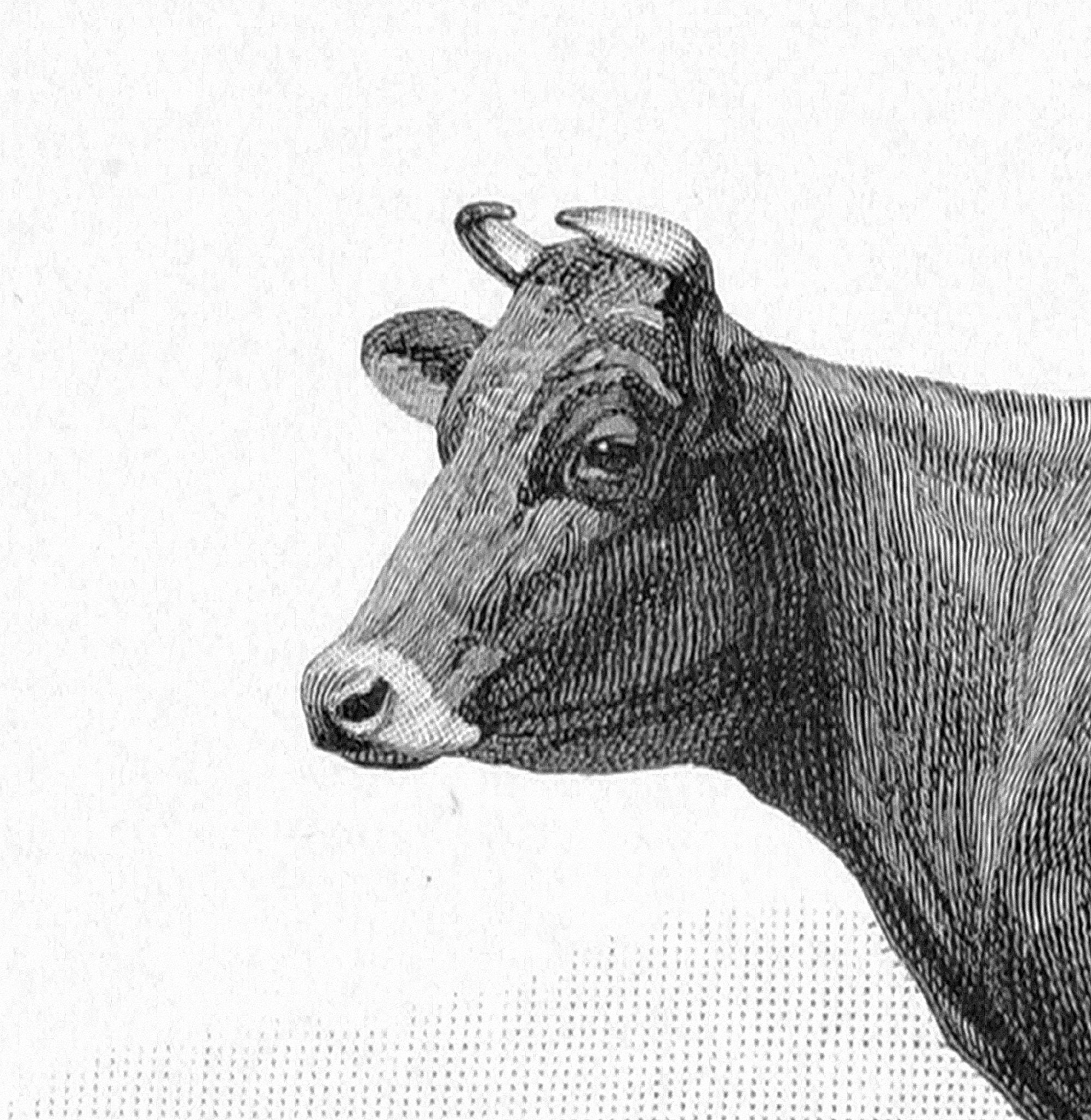 Printable Vintage Cow Sketch Antique Farmhouse Art Print - Etsy