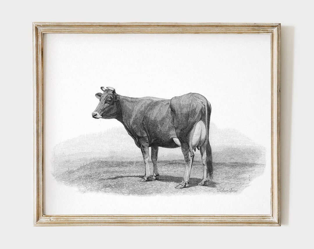 Printable Vintage Cow Sketch, Antique Farmhouse Art Print, Rustic Wall ...