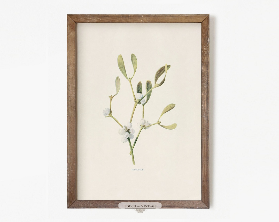 Printable Vintage Mistletoe Painting, Botanical Winter Wall Art ...
