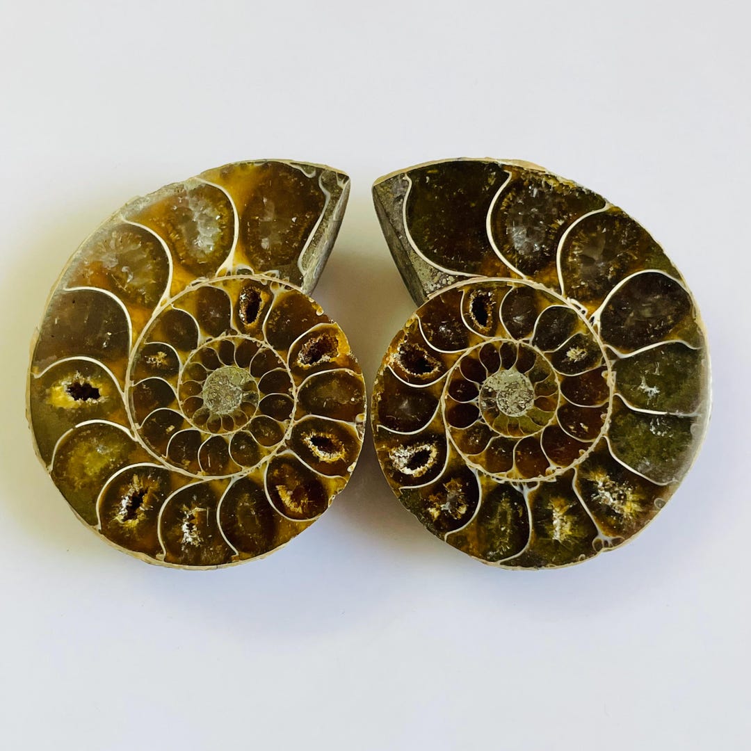 Ammonite Fossil Pair Quartz Crystal Conch Reiki Healing Stone 38x47mm ...