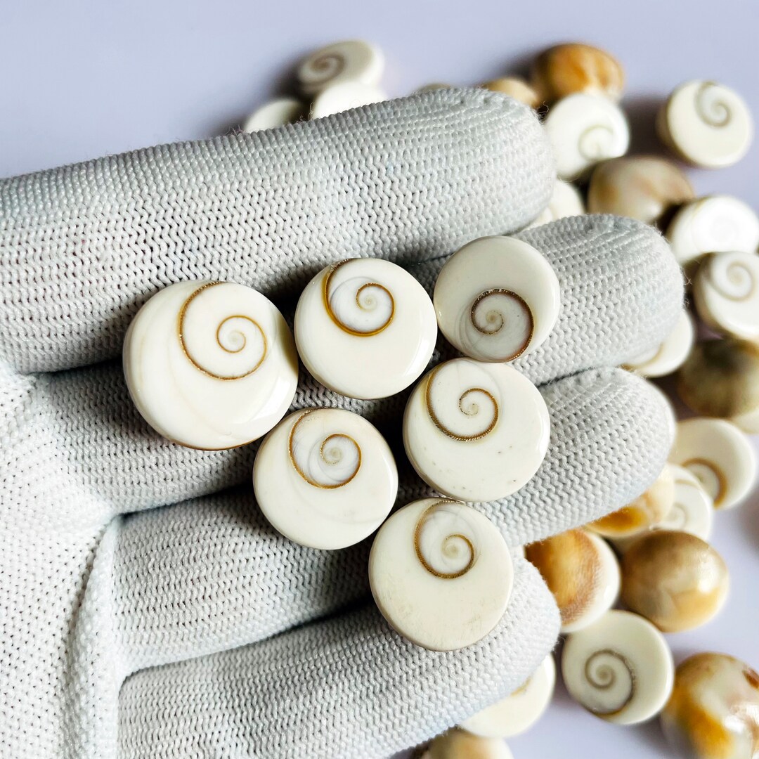 Natural Shiva Eye Shell Gemstone Wholesale Lot Loose Gemstone for ...