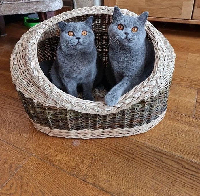 Katzenhöhle Katzenkorb Korb für Katzen Hundebett Korb für | Etsy