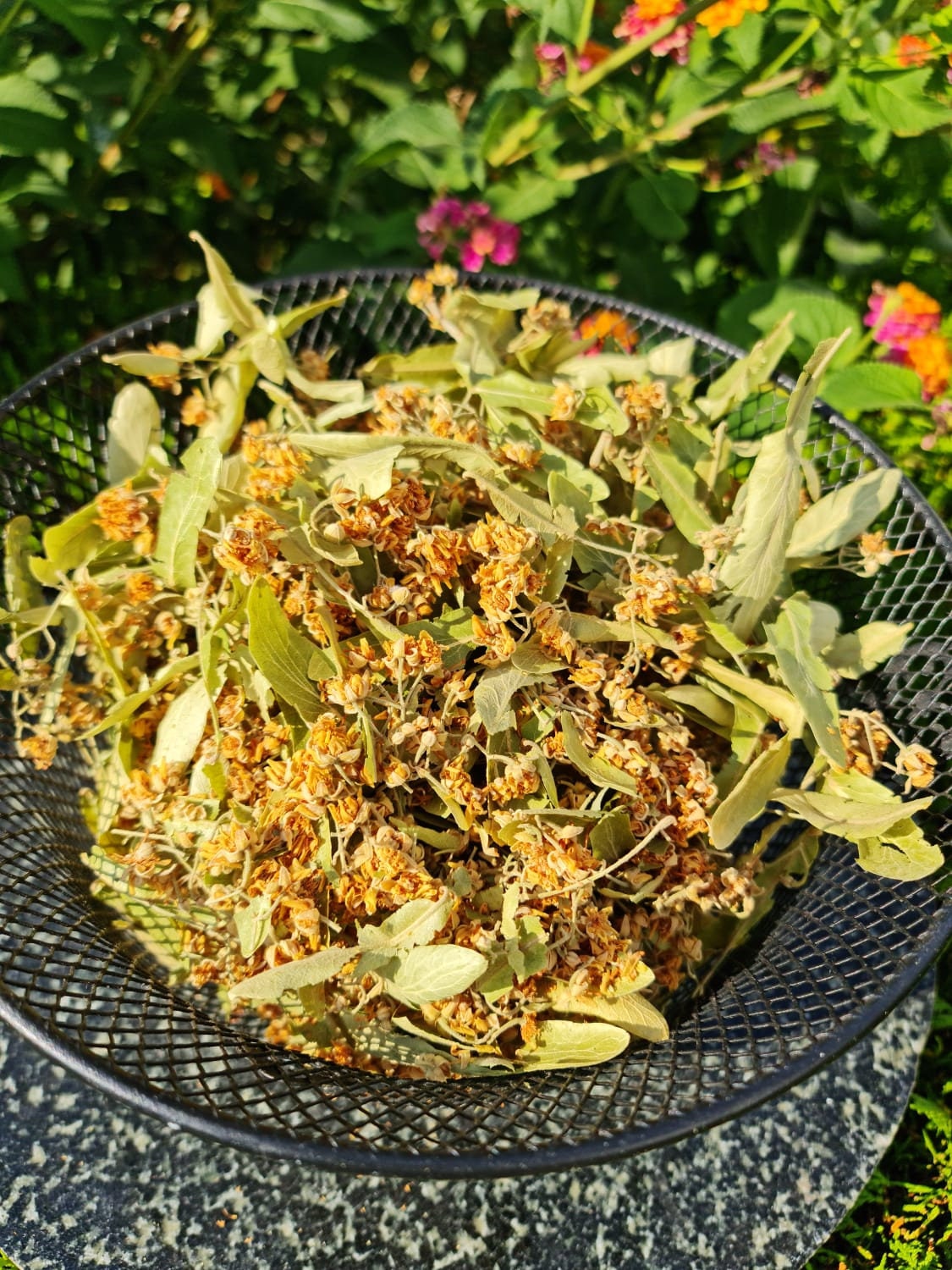 Organic Linden Tea, Flower and Leaves,mediterranean Linden ,perfect for ...