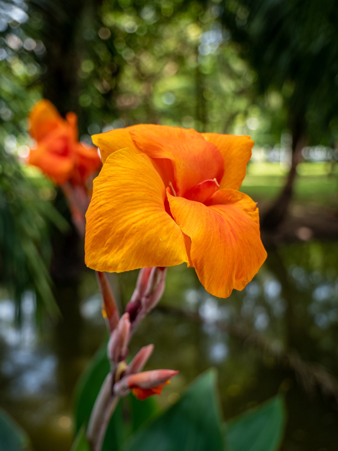 Elena Flower Digital Photography, Home Decor Photo, Nature Digital ...