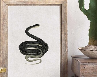 Black Racer Snake - Etsy