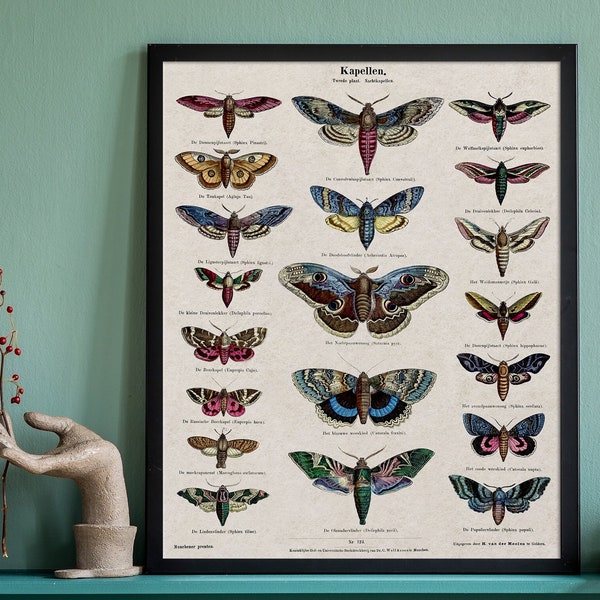 Entomology Print - Etsy