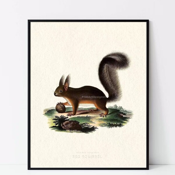 Squirrel Poster - Etsy