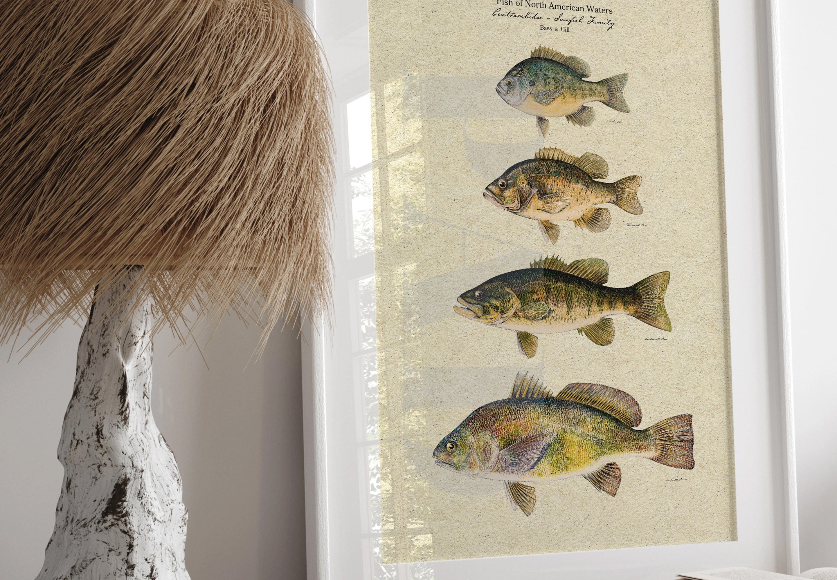 Retro Bass and Gill Print.vintage Freshwater Fish Poster.north American ...