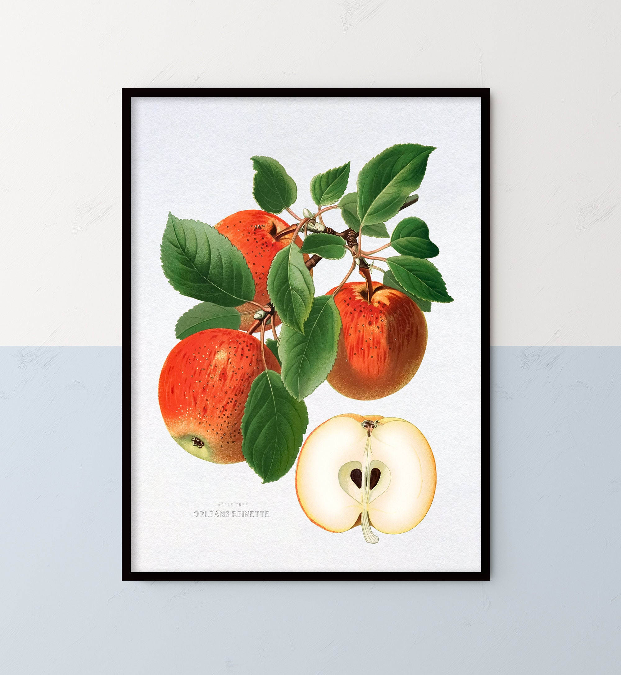 Apple Tree Vintage Illustration Art Print. Orleans Reinette - Etsy