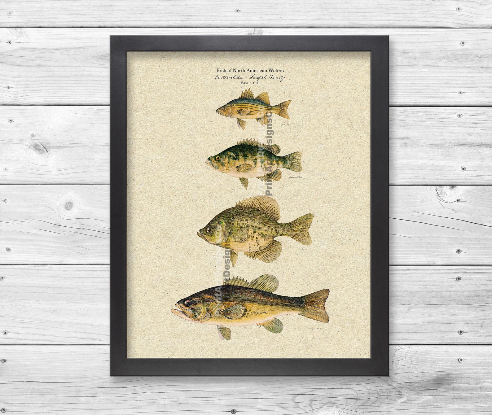 Freshwater Fish of North America Art Poster. Guide to North American ...