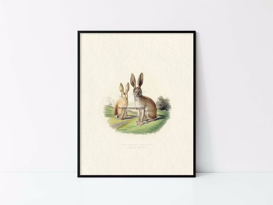 Antique Rabbit Art Print. Wild Animal Wall Art. Woodland Decor. Bunny ...