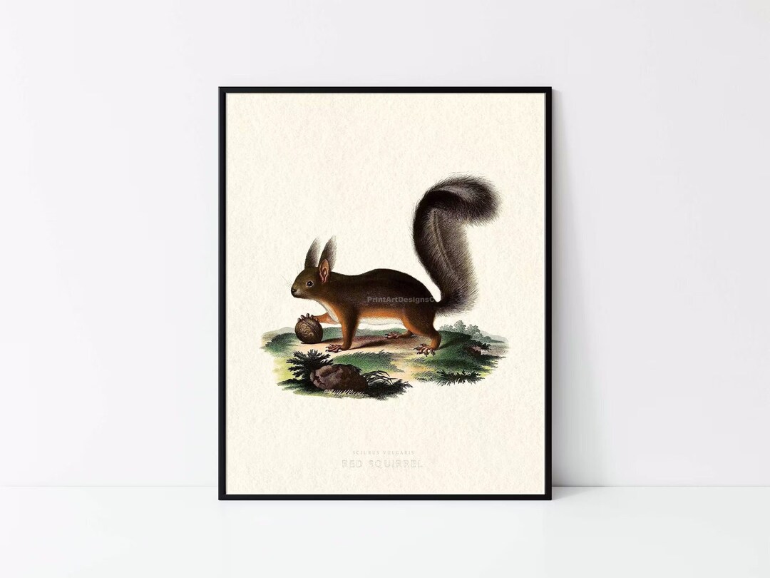 Red Squirrel Wall Art. Vintage Pine Squirrel Poster. Chickaree Print ...