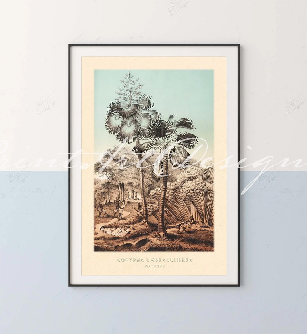 Vintage India Travel Poster Print. Antique Malabar Plants Illustration ...