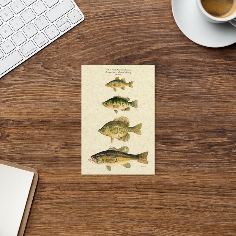 Freshwater Fish of North America Art Poster. Guide to North - Etsy