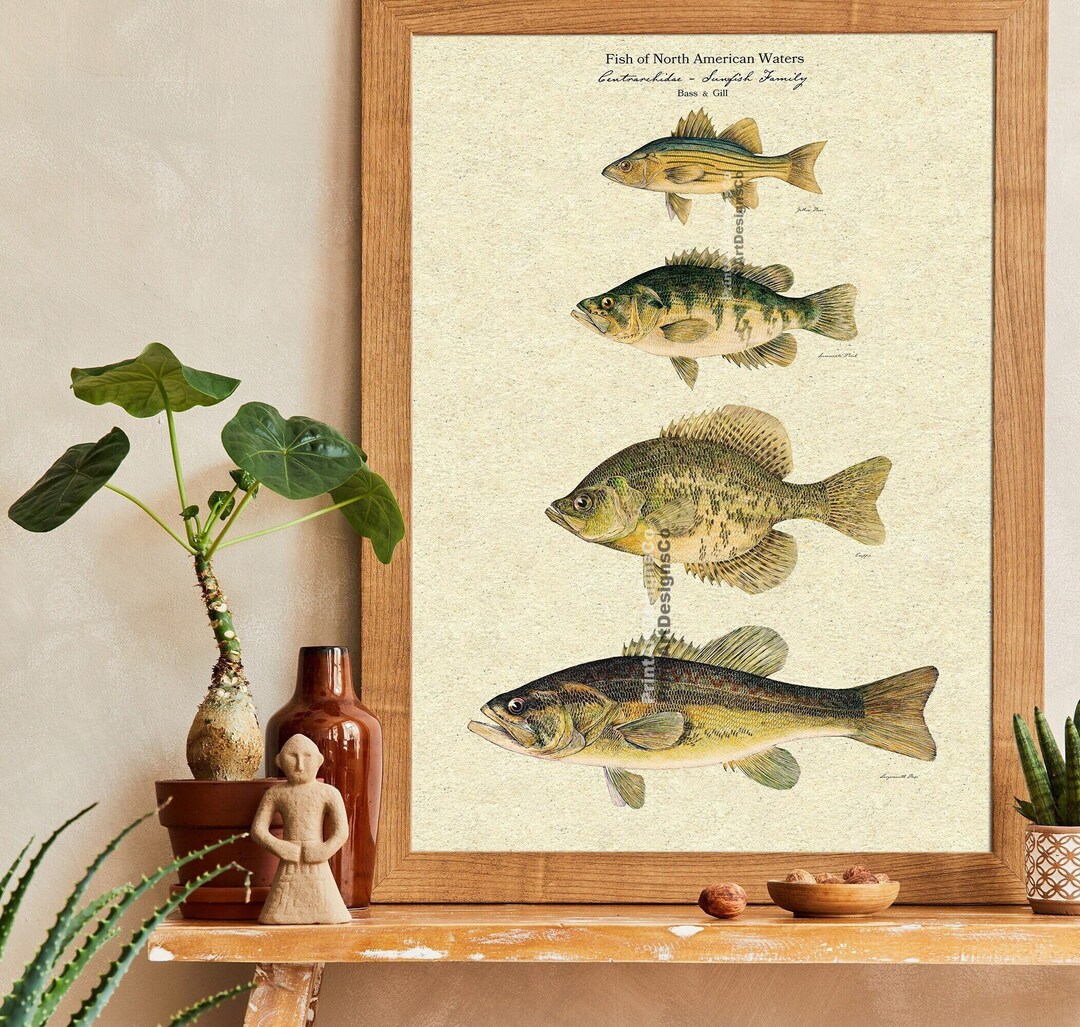 Freshwater Fish of North America Art Poster. Guide to North American ...