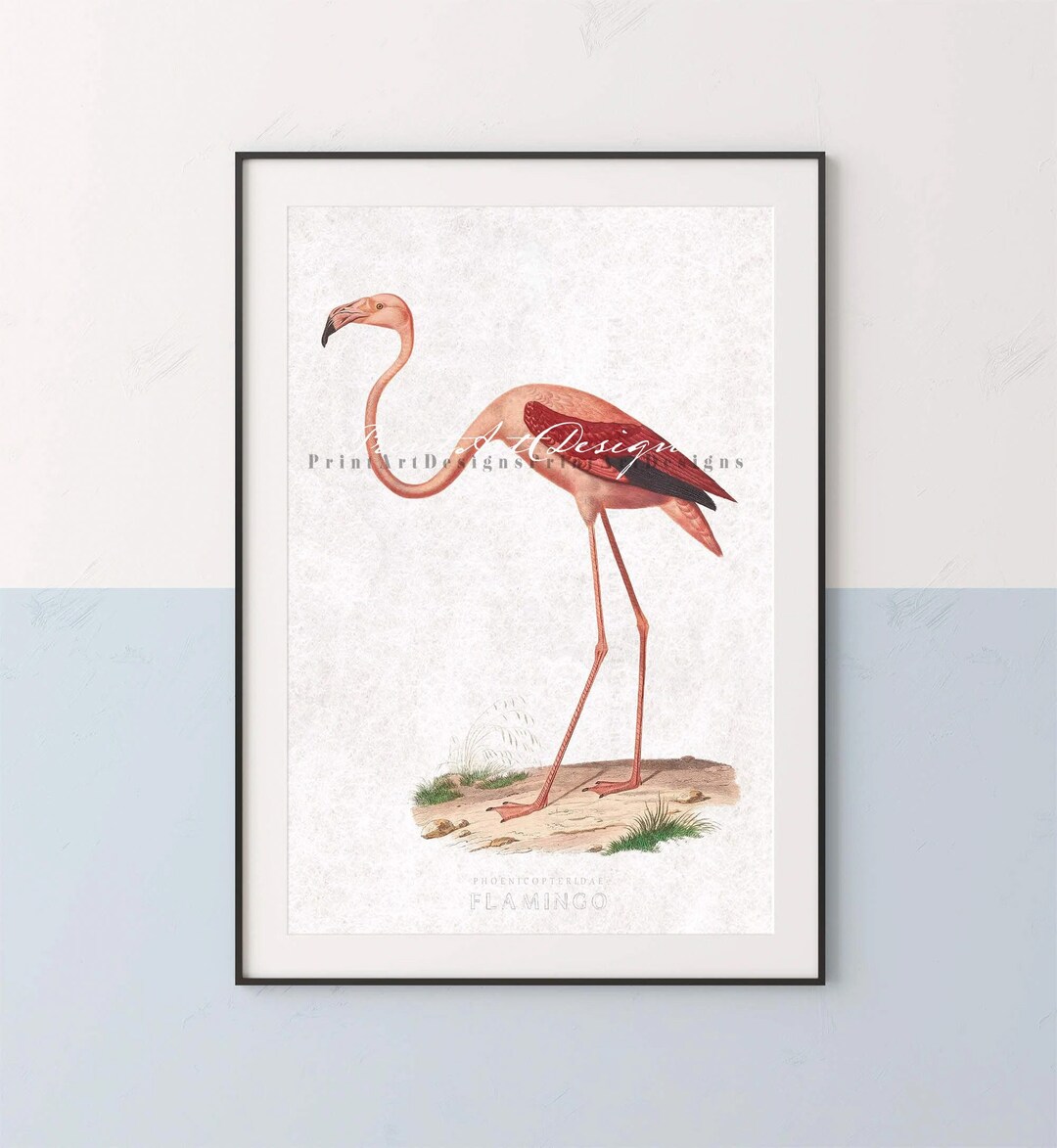 Boho Beach Vibes:vintage Flamingo Print.american Flamingo Illustration ...
