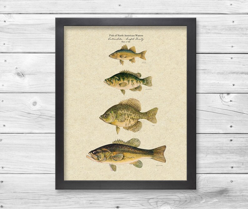 Freshwater Fish of North America Art Poster. Guide to North - Etsy