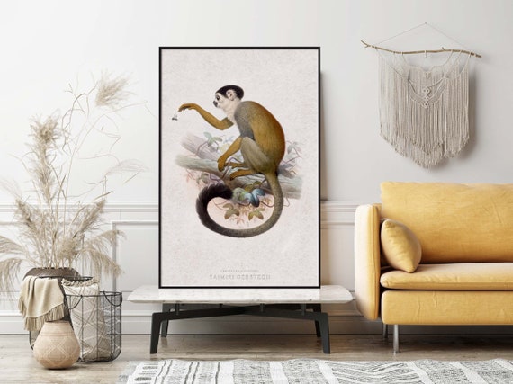 Monkey Print. 1879 Vintage Drawing Poster. Squirrel Monkey. - Etsy