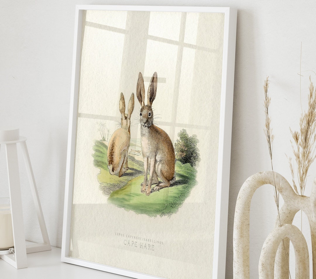 Antique Rabbit Art Print. Wild Animal Wall Art. Woodland - Etsy