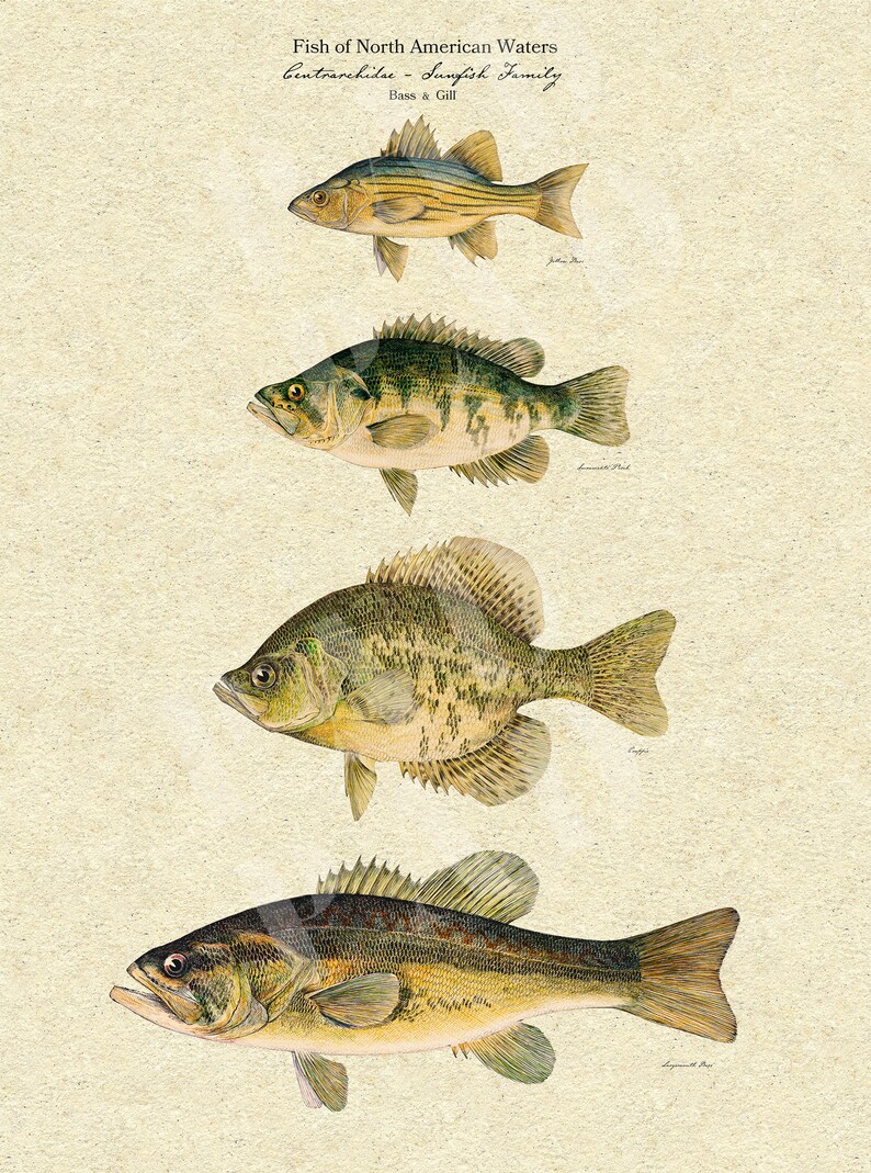 Freshwater Fish of North America Art Poster. Guide to North - Etsy