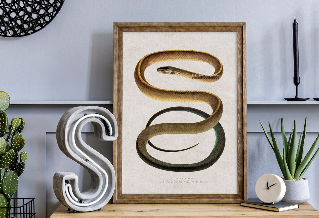Vintage Snake Illustration Print. Vintage Animal Print. Snake Wall Art ...