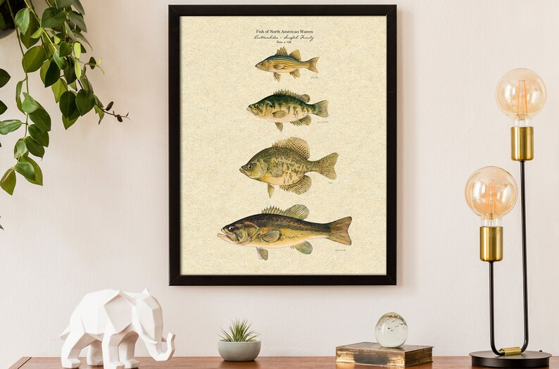 Freshwater Fish of North America Art Poster. Guide to North - Etsy