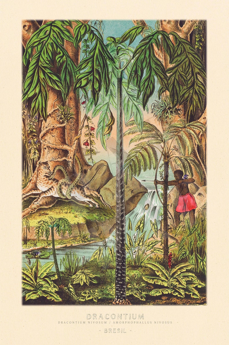 Antique Jungle Botanical Art Print. Amazon Rainforest - Etsy