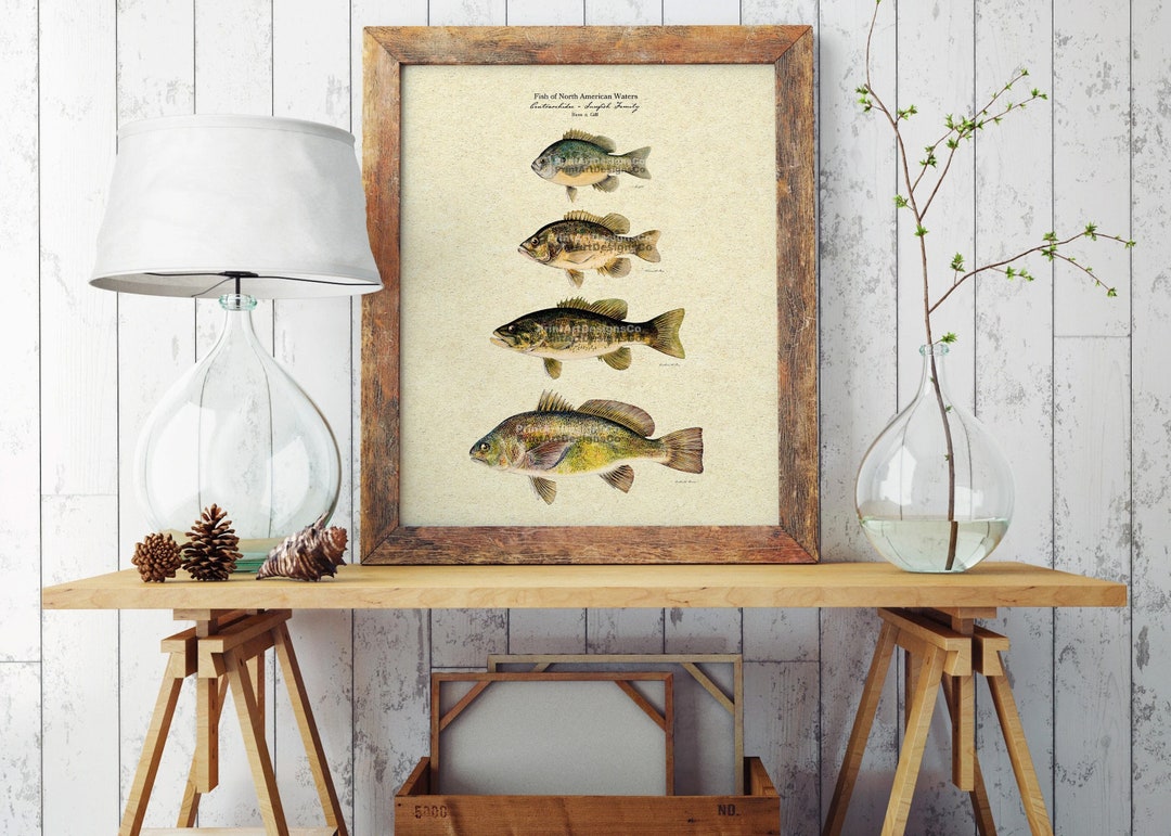 Retro Bass and Gill Print.vintage Freshwater Fish Poster.north American ...