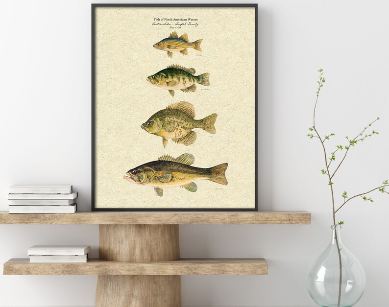 Freshwater Fish of North America Art Poster. Guide to North - Etsy