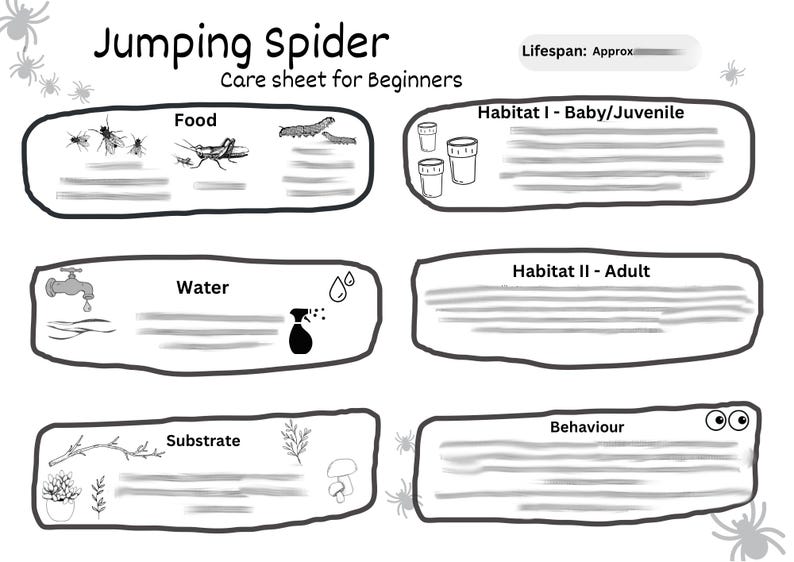 Basic Jumping Spider General Care Guide | Infographic Caresheet ...