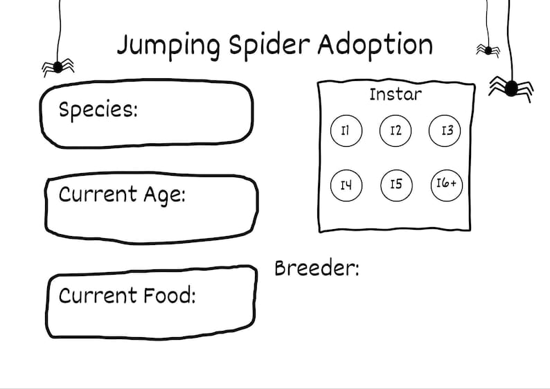 Basic Jumping Spider General Care Guide | Infographic Caresheet ...