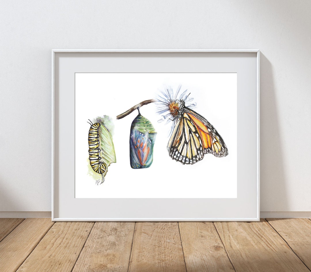Monarch Butterfly Watercolor Wall Art; Caterpillar Chrysalis Butterfly ...