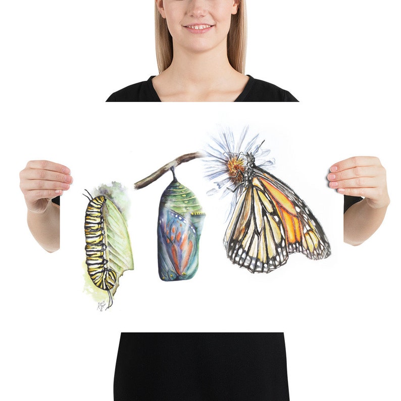 Monarch Butterfly Watercolor Wall Art Caterpillar Chrysalis - Etsy