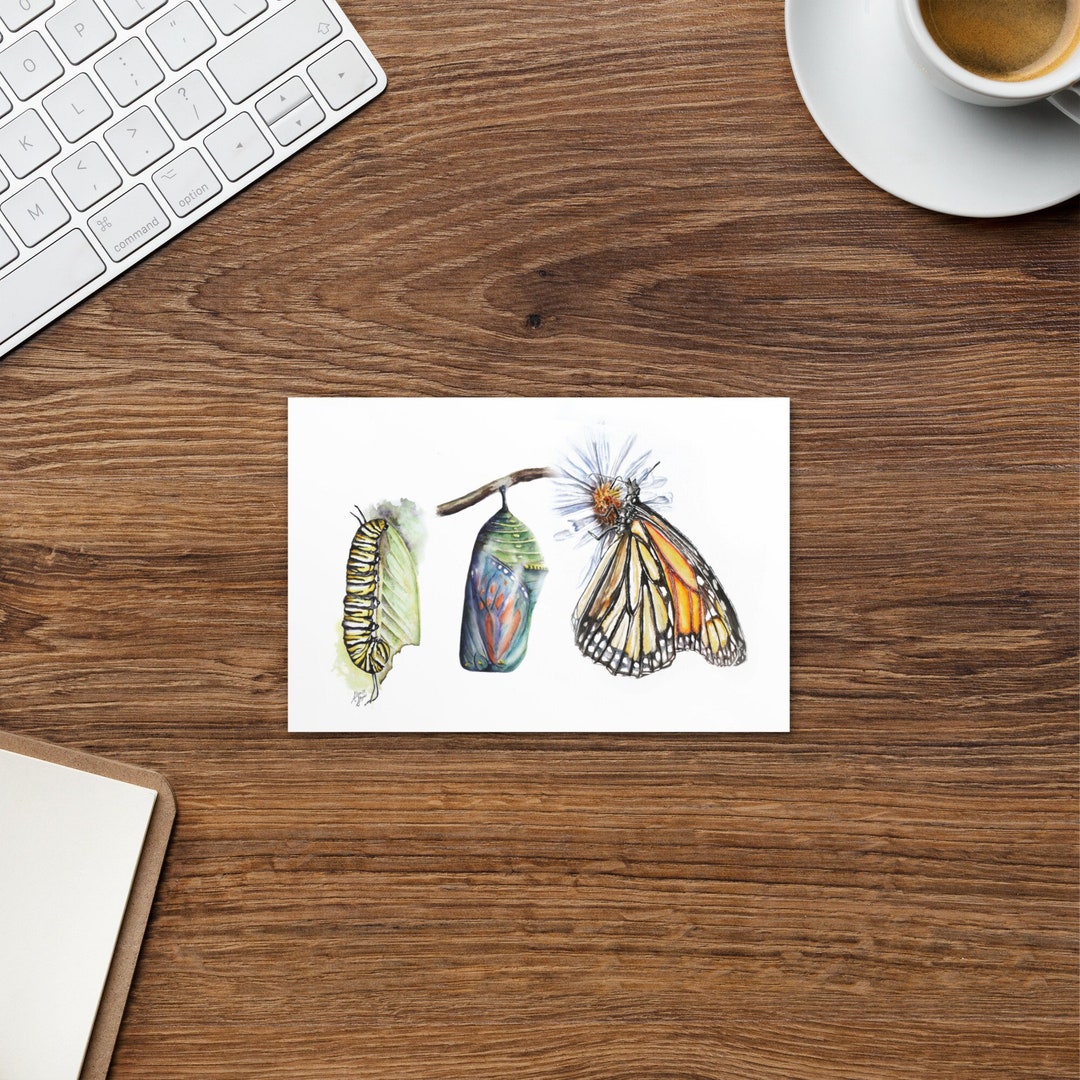 Monarch Postcard~ Caterpillar Chrysalis Monarch Butterfly 4x6 Postcard ...