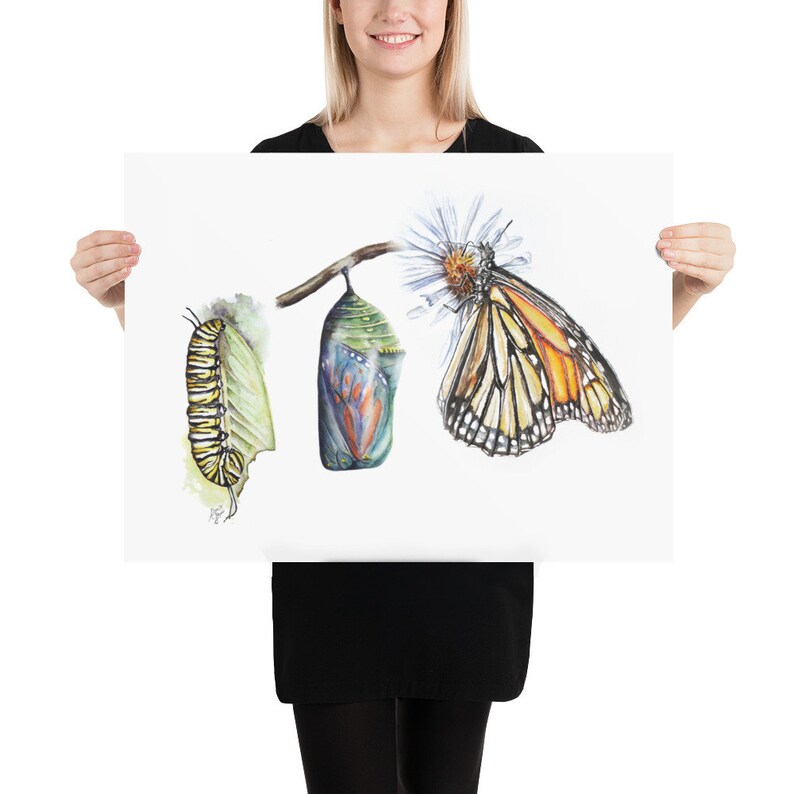 Monarch Butterfly Watercolor Wall Art Caterpillar Chrysalis - Etsy