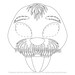 Walrus Printable Mask Animal Masks for Kids Party Printable Coloring ...