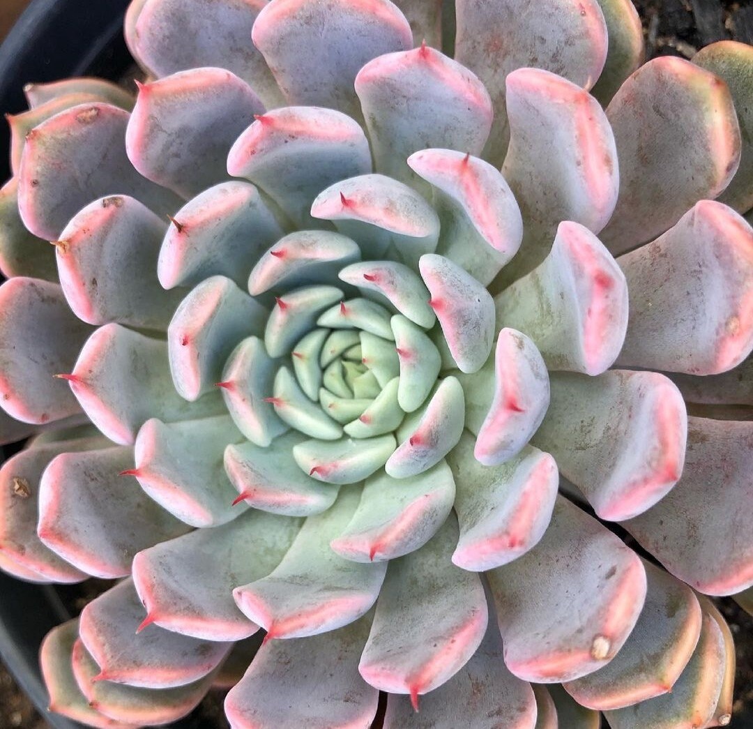 Echeveria texensis, plante grasse, succulente rare, bouture et feuilles ...
