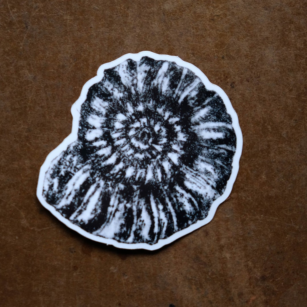 Ammonite Fossil Single Sticker, Glossy Vinyl, Jurassic Dinosaur ...