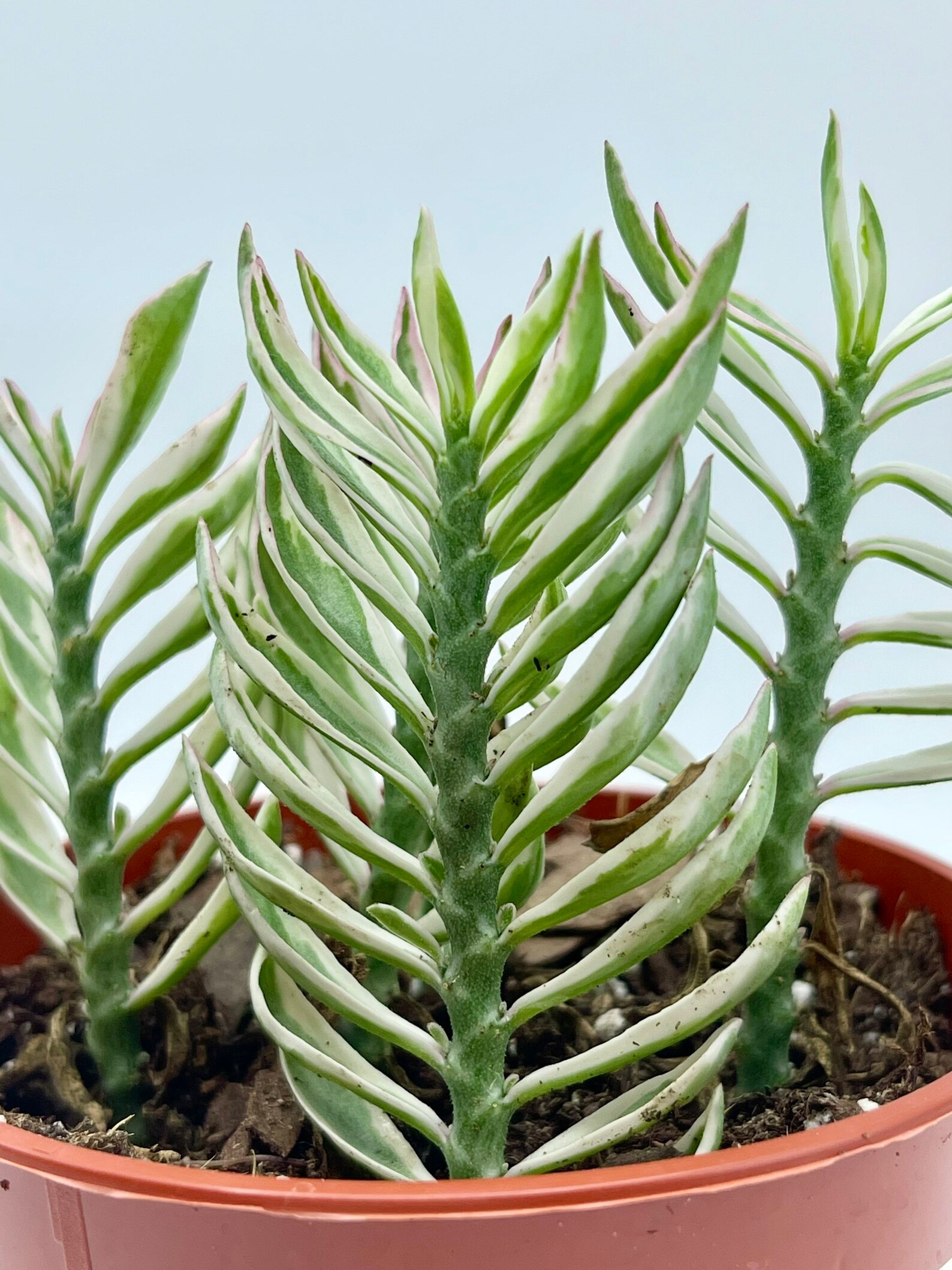 Pedilanthus Tithymaloides WHITE Variegated devils Backbone - Etsy